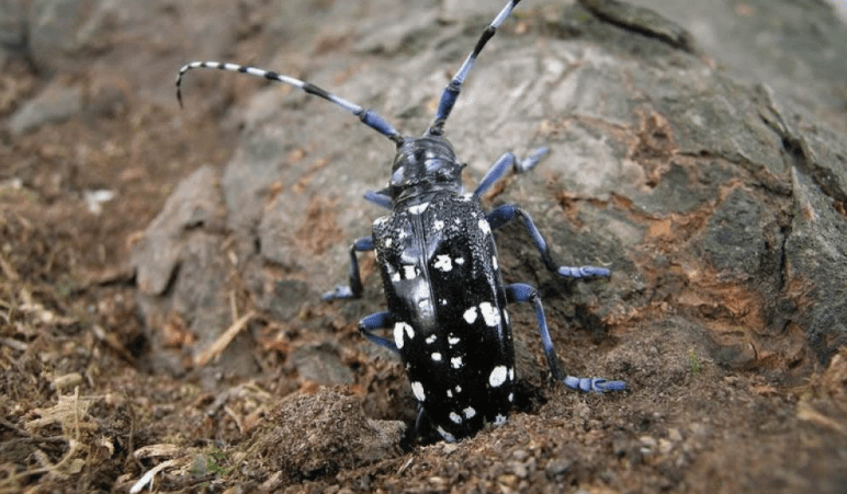 Informativna brošura o štetnom organizmu Anoplophora chinensis