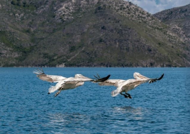 Ptičji grip: Nadzor Jedno zdravlje/One Health ključan za sprečavanje ...