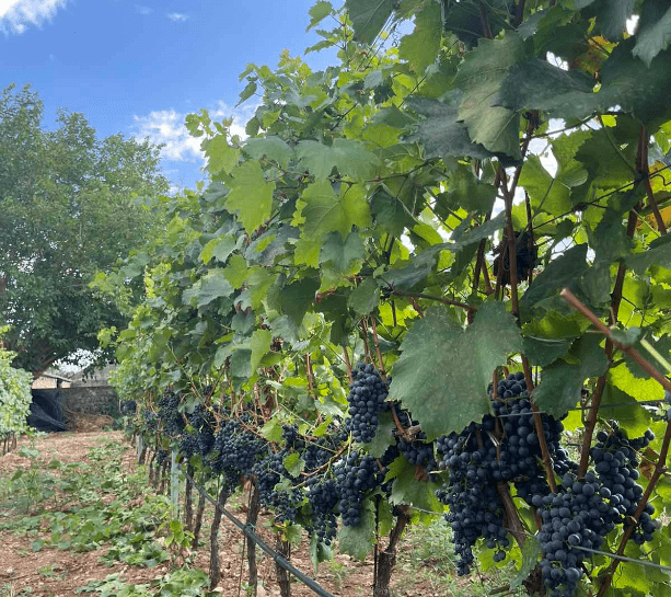 Primarni proizvođači hrane biljnog porijekla