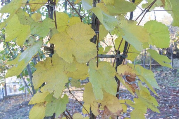 Objavljena nova Naredba o hitnim fitosanitarnim mjerama za Grapevine ...